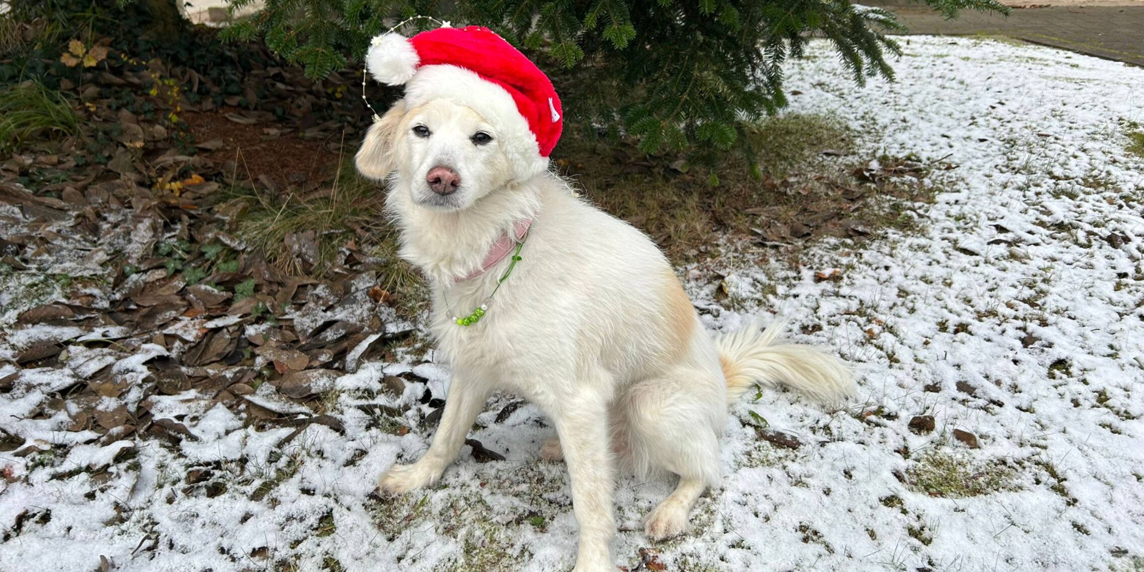 Quanto vuoi che il tuo cane sembri stupido a Natale? Galaxus: Sì! - Galaxus